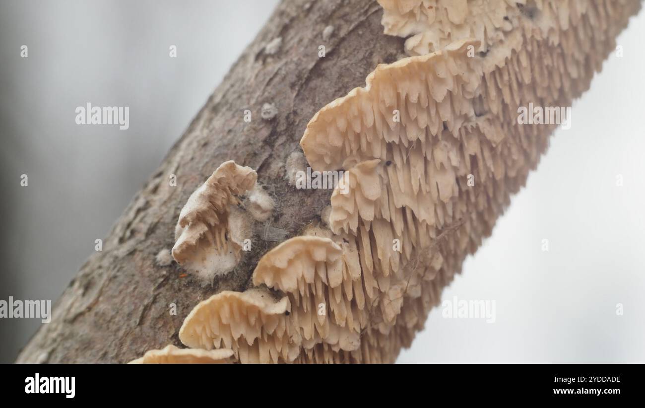 Milk-white Toothed Polypore (Irpex lacteus Stock Photo - Alamy