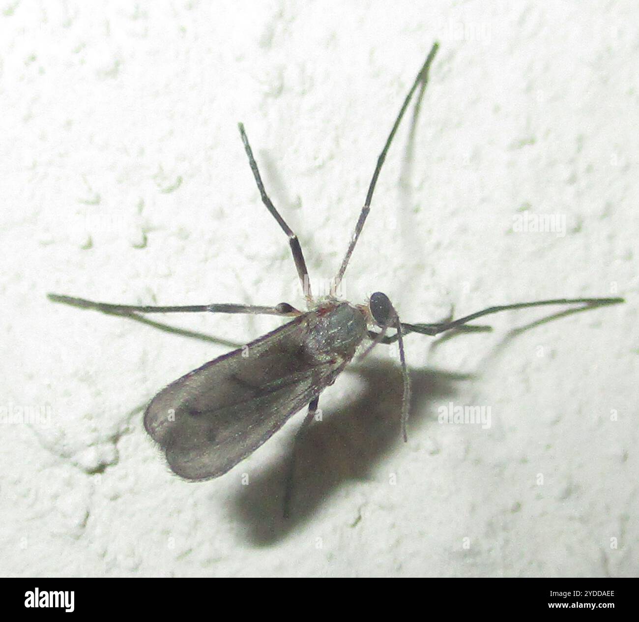 Gall and Forest Midges (Cecidomyiidae Stock Photo - Alamy