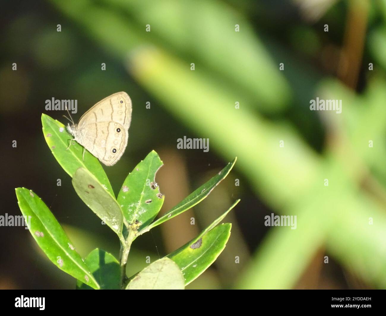Carolina Satyr (Hermeuptychia sosybius Stock Photo - Alamy