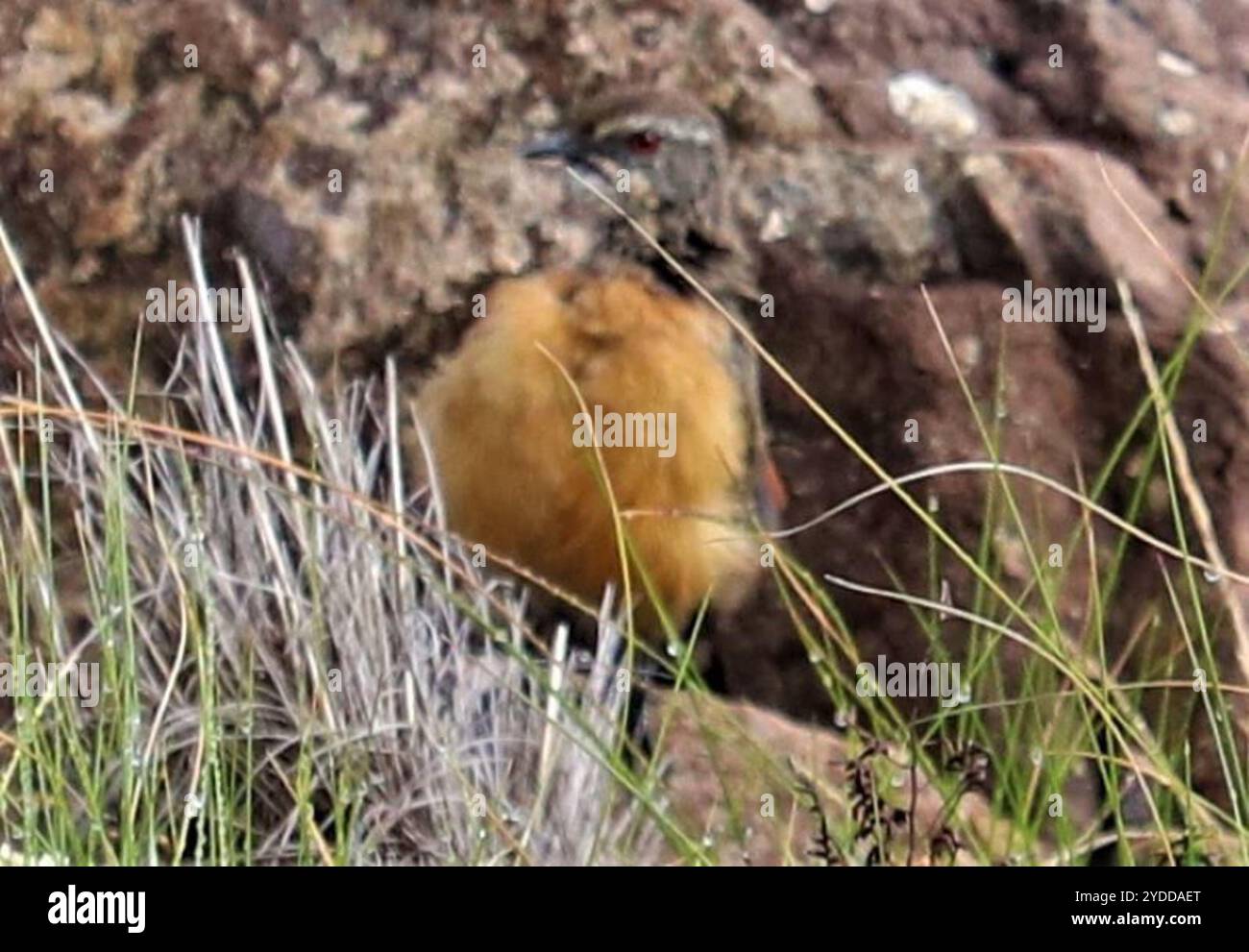 Drakensberg Rockjumper (Chaetops aurantius Stock Photo - Alamy