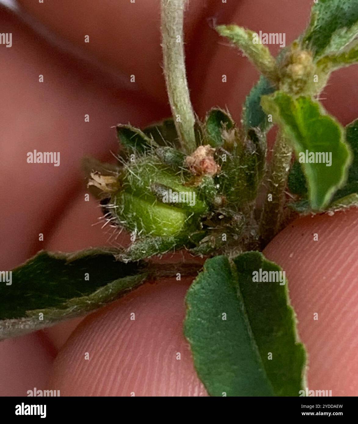 sand croton (Croton glandulosus septentrionalis Stock Photo - Alamy