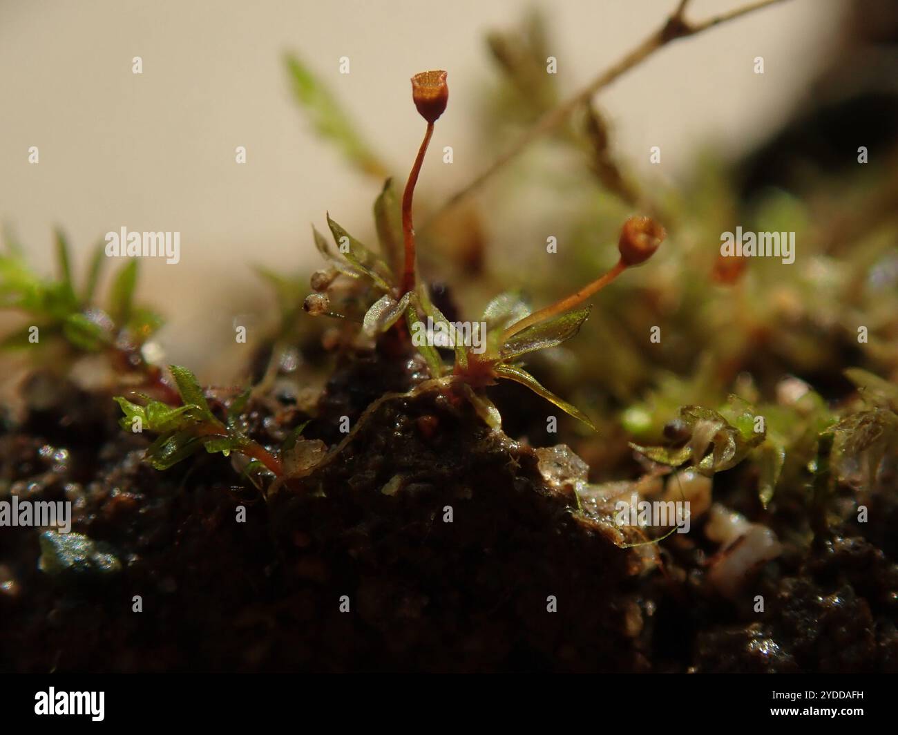 Common Pottia (Tortula truncata Stock Photo - Alamy