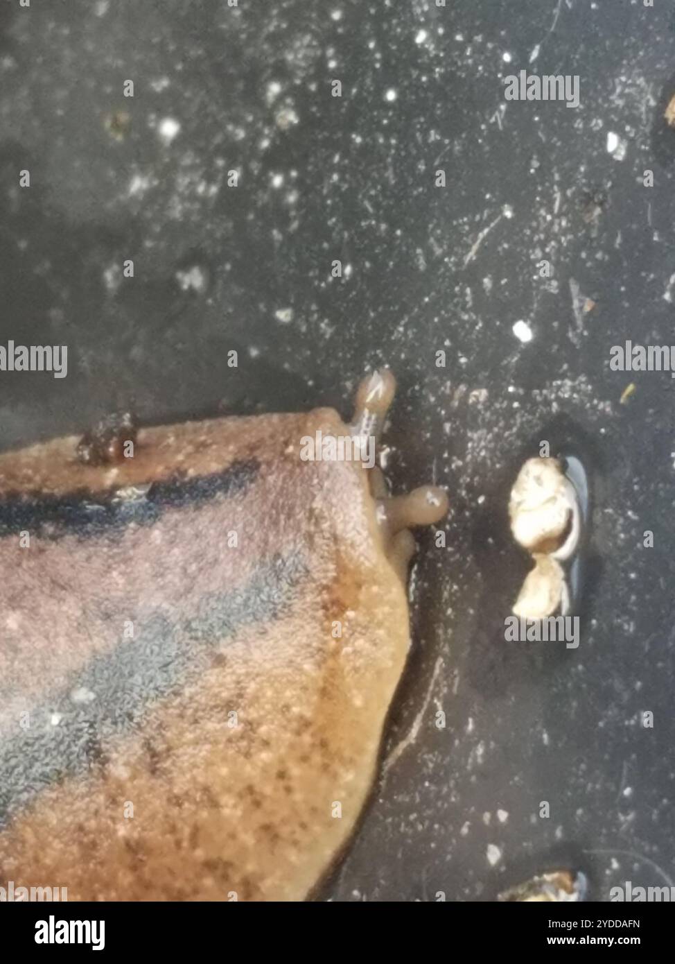 Florida Leatherleaf Slug (Leidyula floridana Stock Photo - Alamy