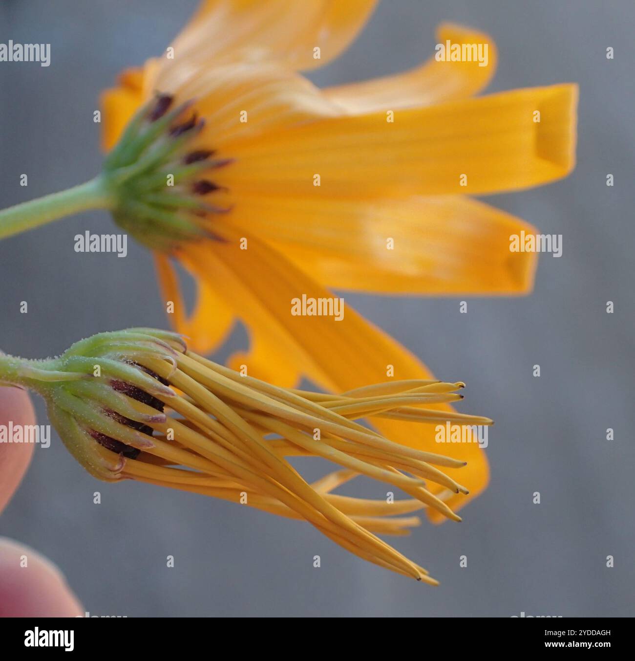 Cape marigold (Dimorphotheca sinuata Stock Photo - Alamy