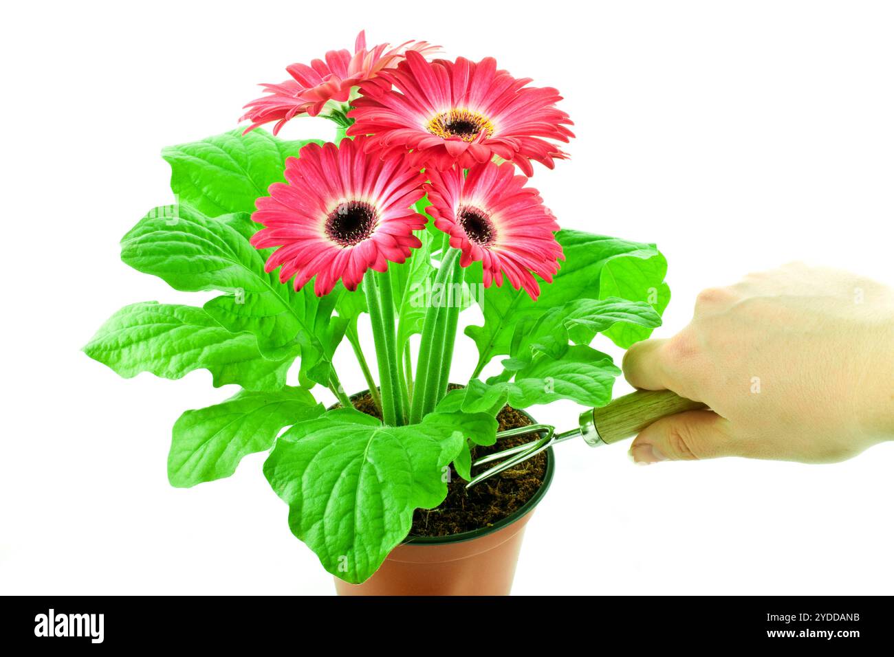 Pink gerbera in a pot and a hand with floriculture chopper on a white ...