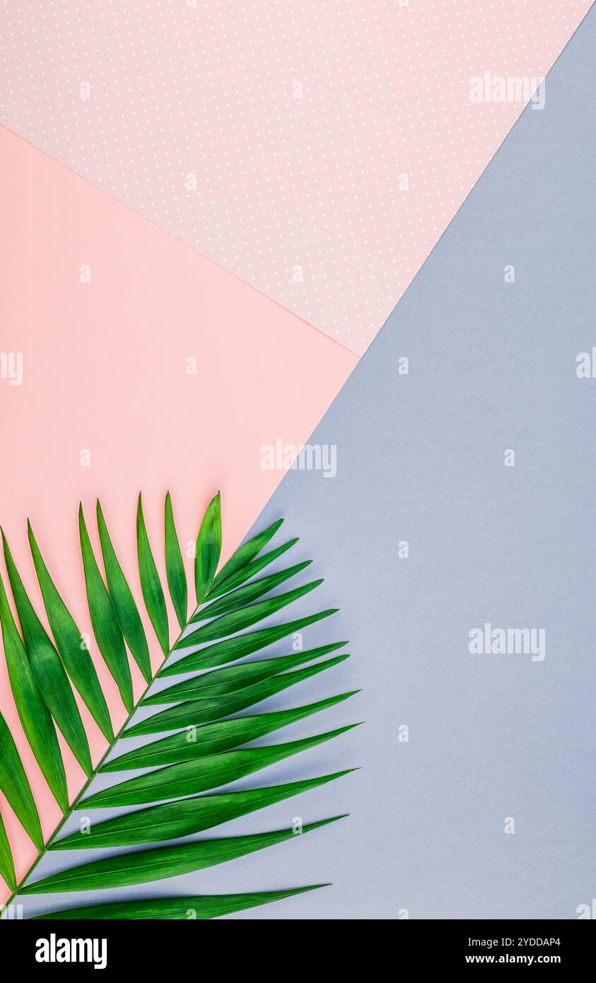 Tropical palm leaves on color paper background Stock Photo - Alamy