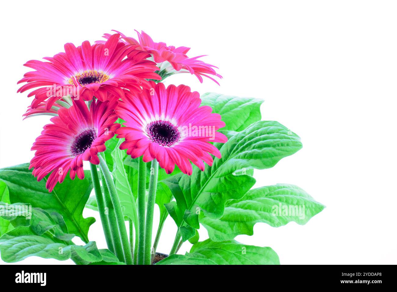 Pink gerbera in a pot Stock Photo - Alamy
