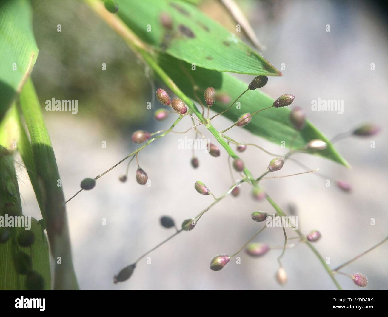 Lindheimer's Panicgrass (Dichanthelium lindheimeri Stock Photo - Alamy