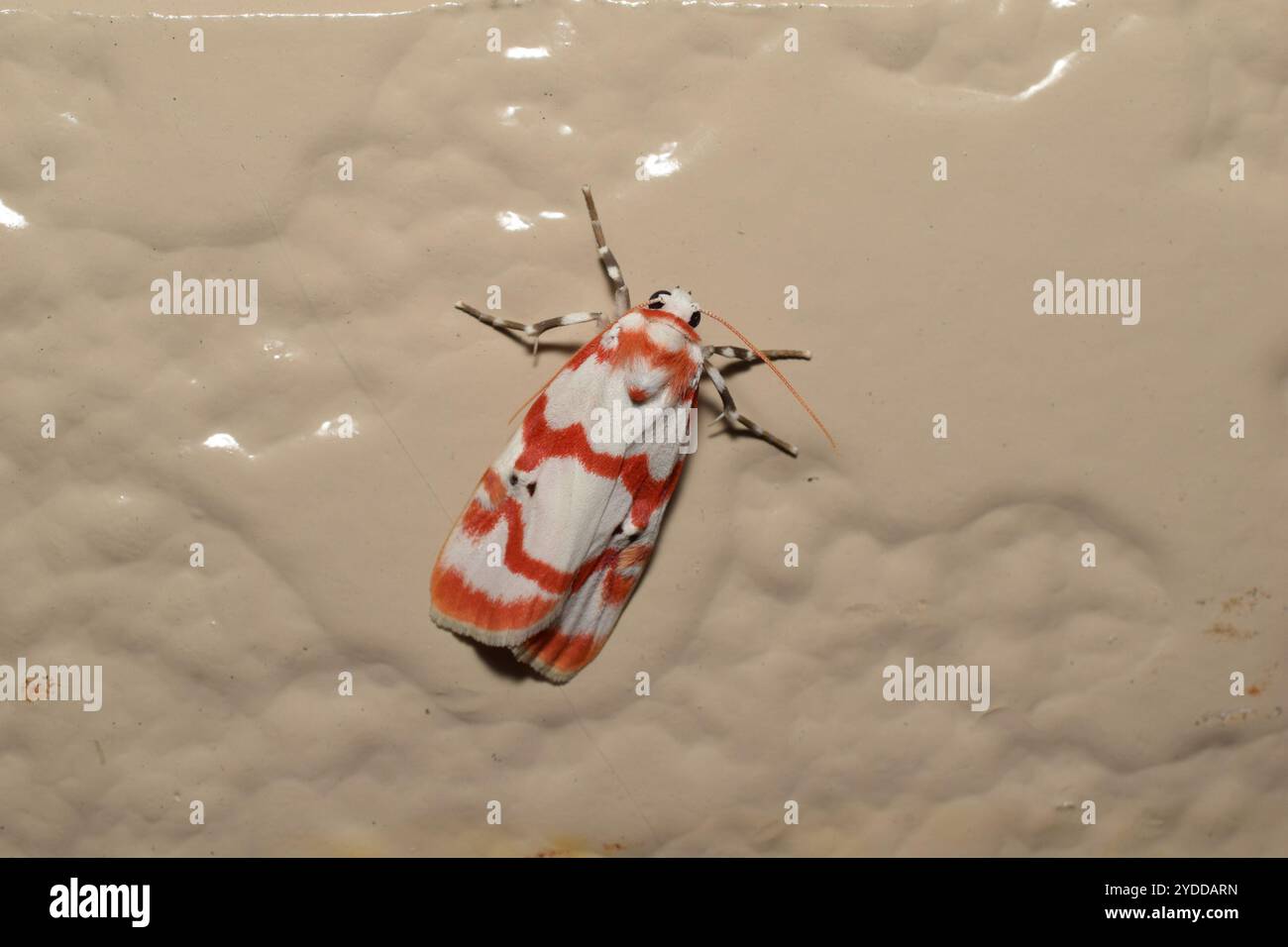 (Cyana hamata hamata Stock Photo - Alamy