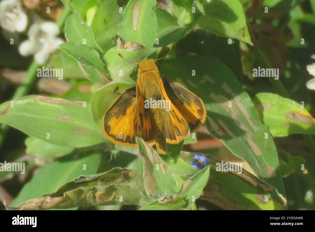 Fiery Skipper (Hylephila phyleus Stock Photo - Alamy