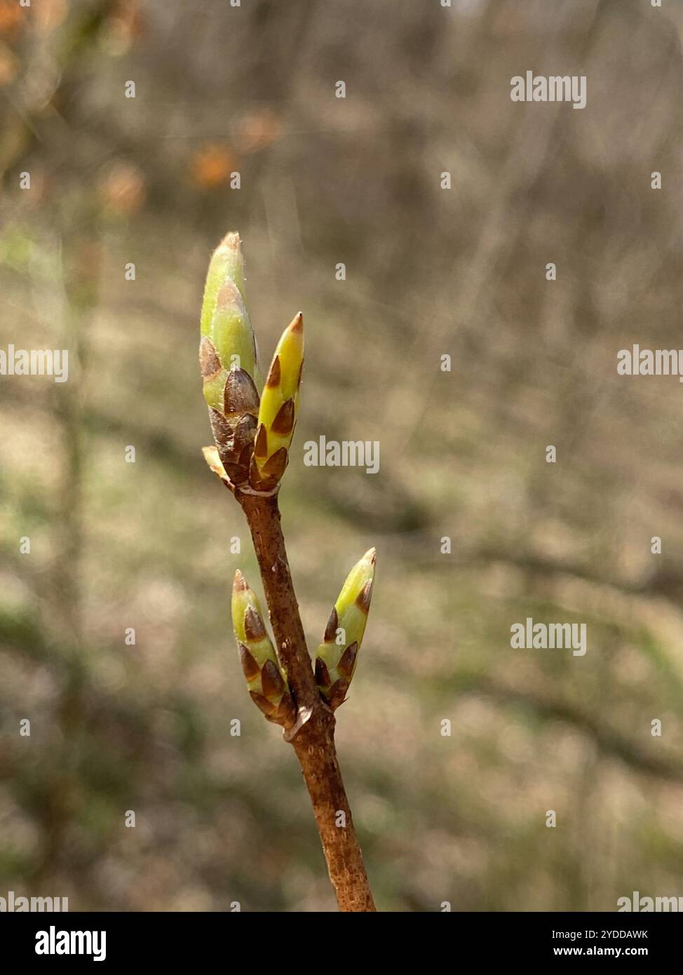 American bladdernut (Staphylea trifolia Stock Photo - Alamy