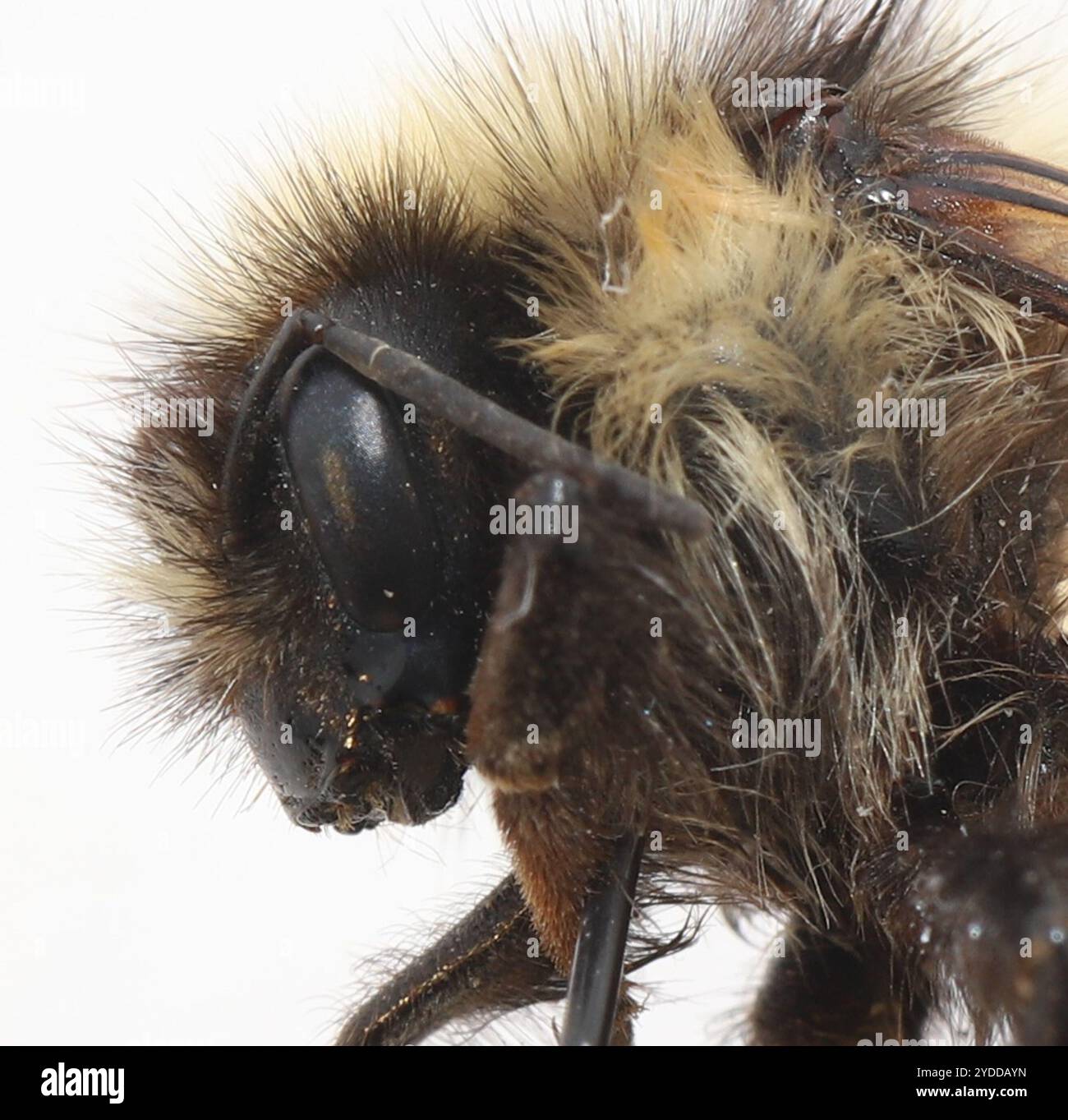 Bombus sylvicola hi-res stock photography and images - Alamy