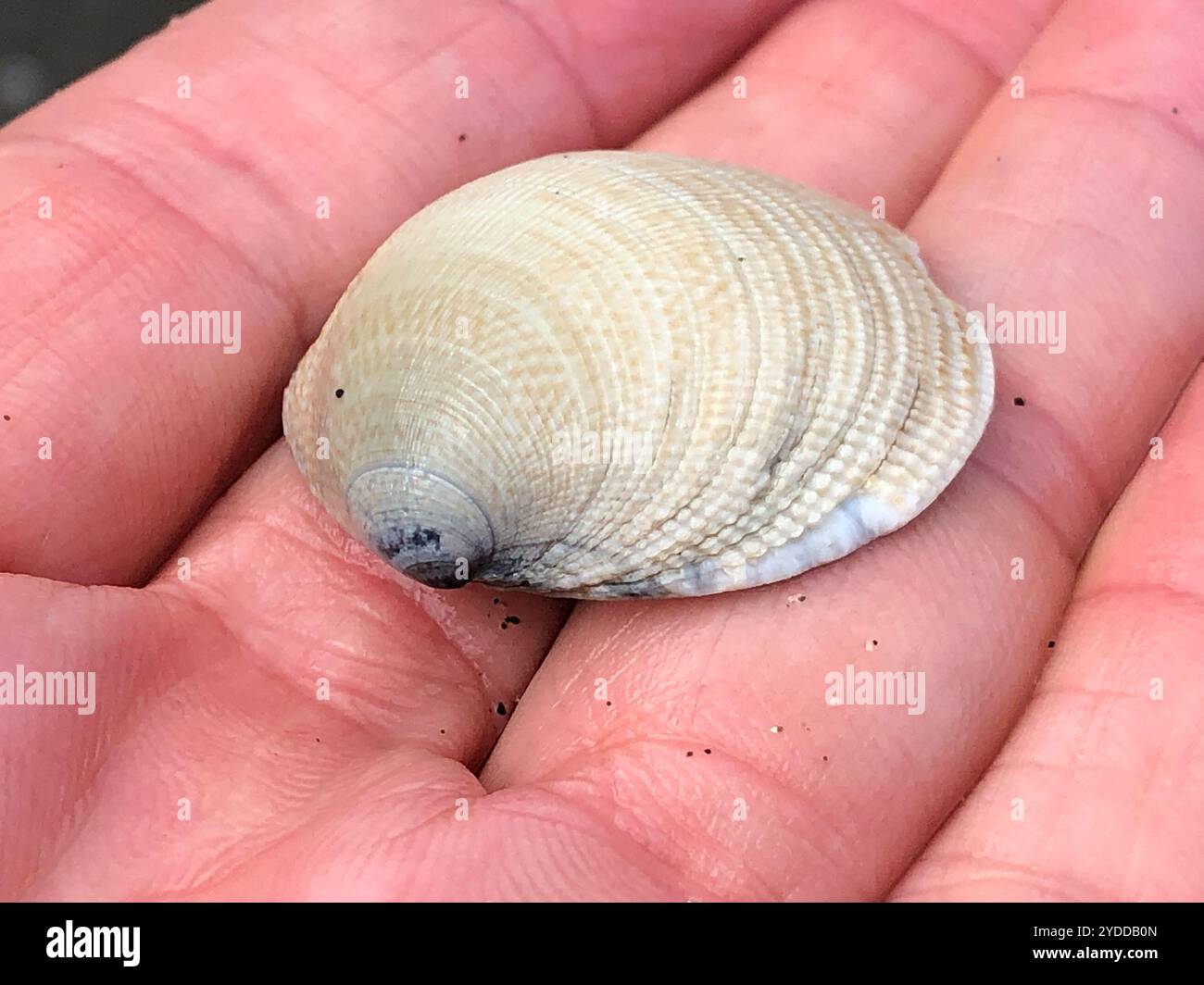 Pacific Littleneck Clam (Leukoma staminea Stock Photo - Alamy