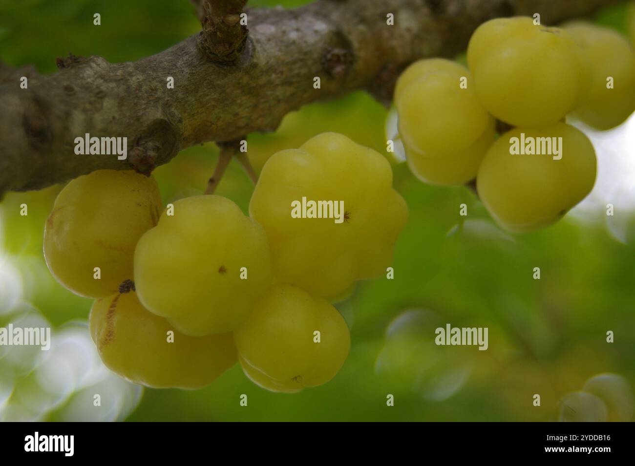Tahitian gooseberry tree (Phyllanthus acidus Stock Photo - Alamy