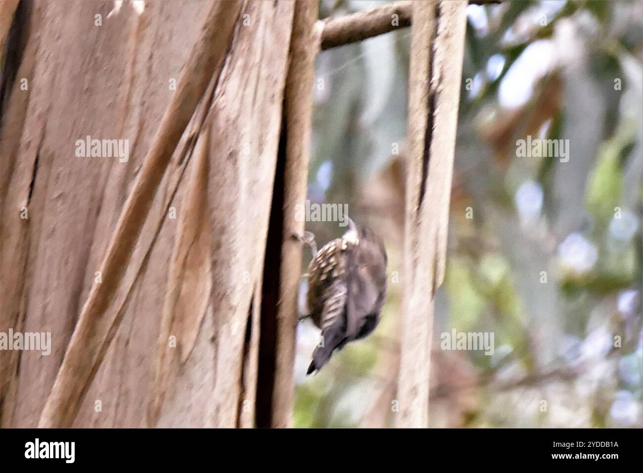 White-throated Treecreeper (Cormobates leucophaea Stock Photo - Alamy