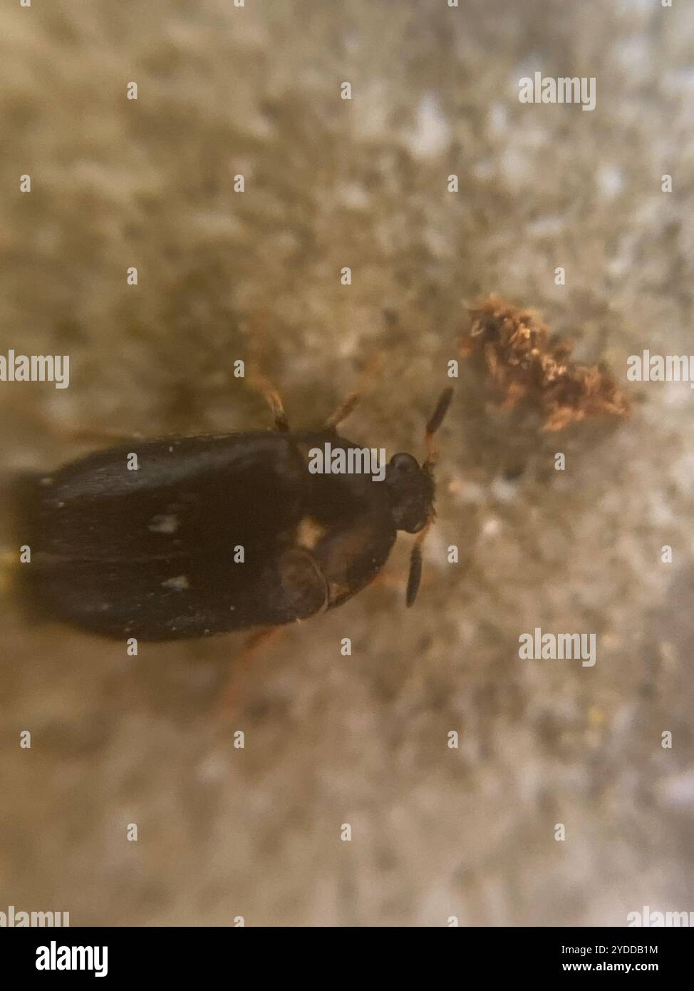 Two-spotted Carpet-beetle (Attagenus pellio Stock Photo - Alamy