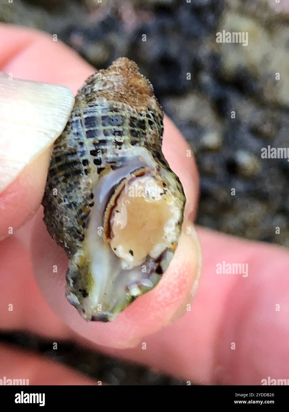 Angular Unicorn (Acanthinucella spirata Stock Photo - Alamy