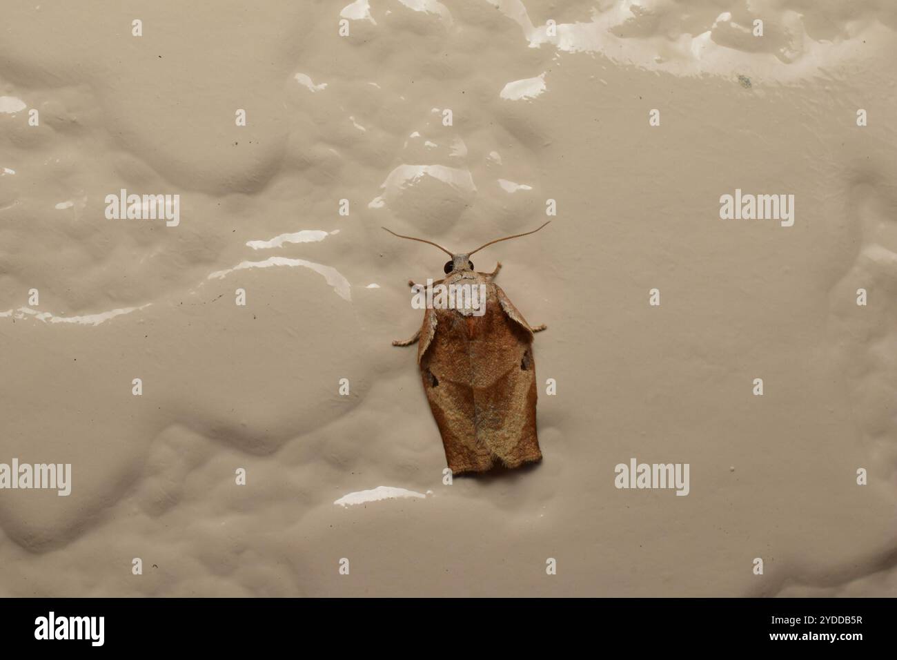 Oriental tea tortrix moth (Homona magnanima Stock Photo - Alamy