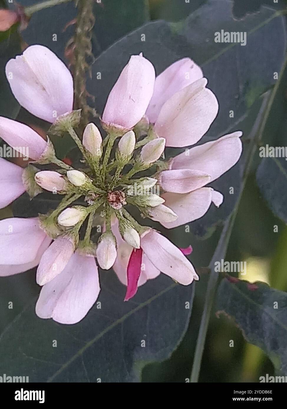 River Indigo (Indigofera jucunda Stock Photo - Alamy