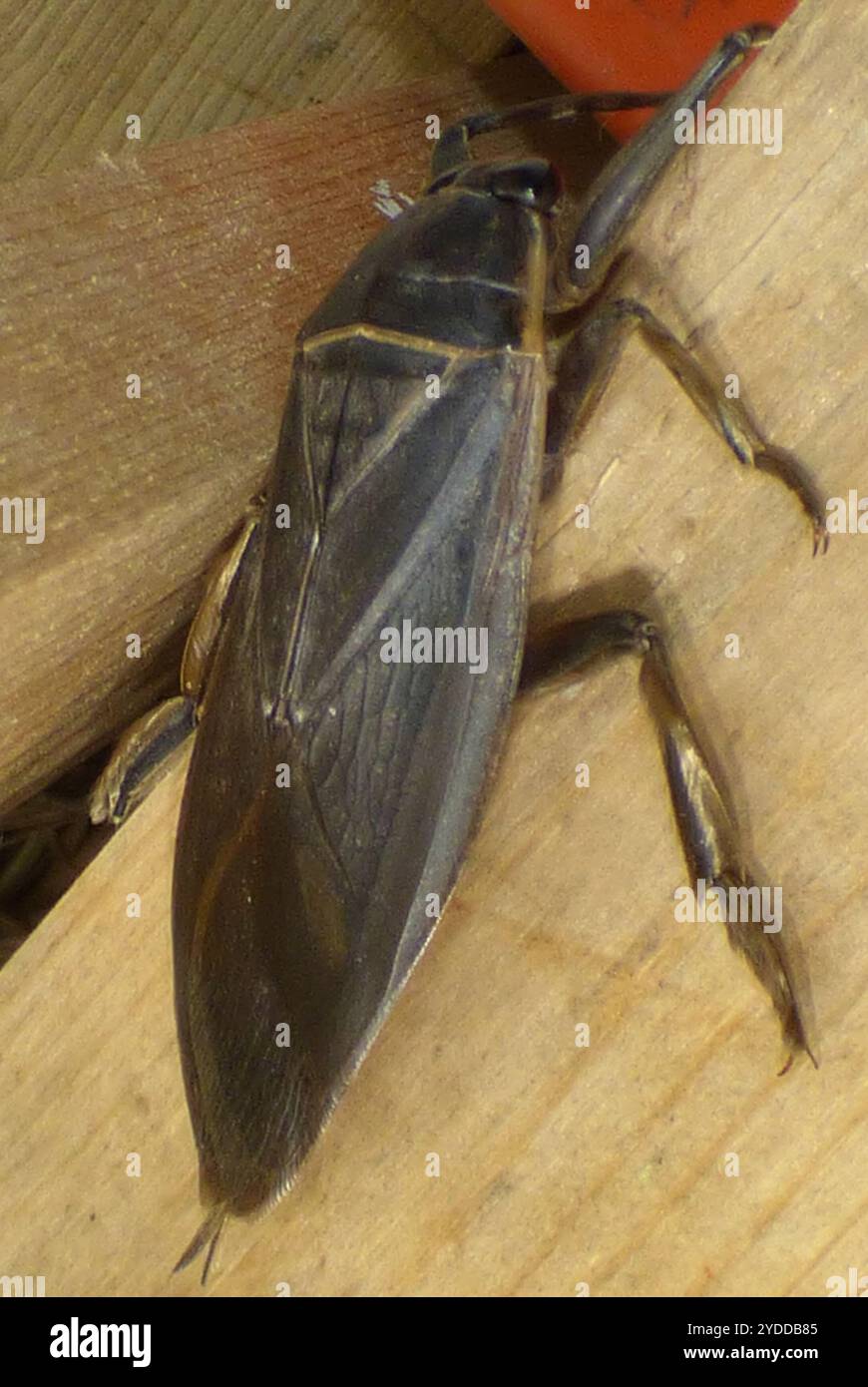 Eastern Toe-biter (Benacus griseus Stock Photo - Alamy