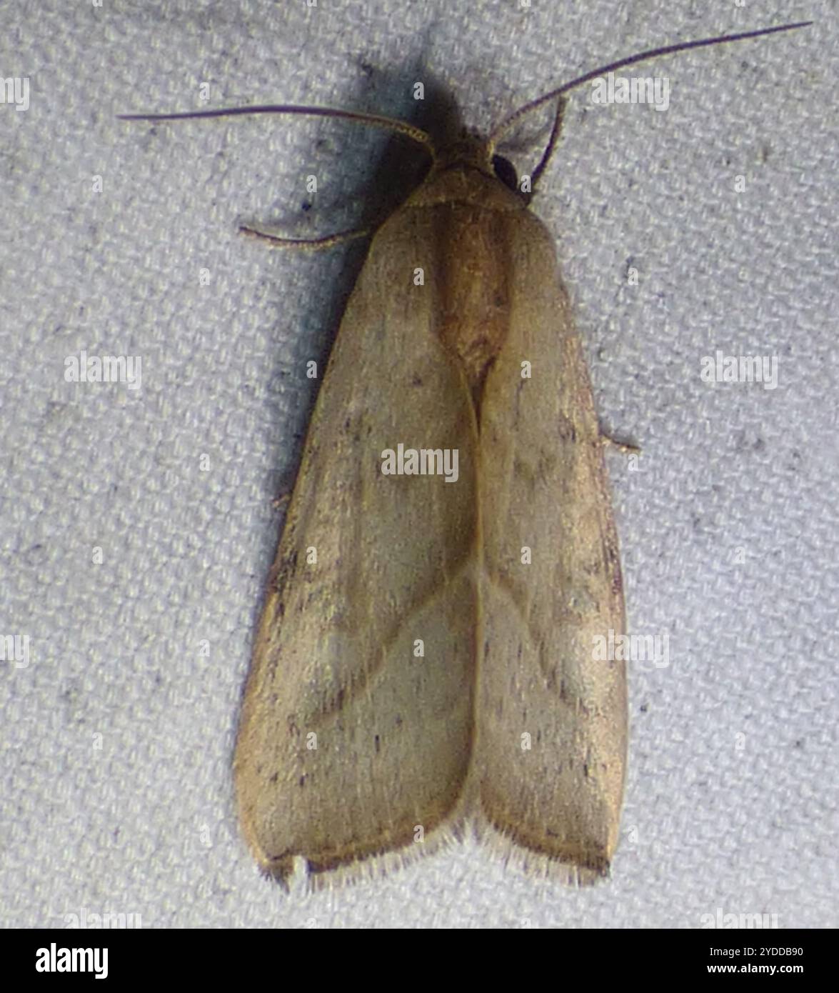 Wedgling Moth (Galgula partita Stock Photo - Alamy