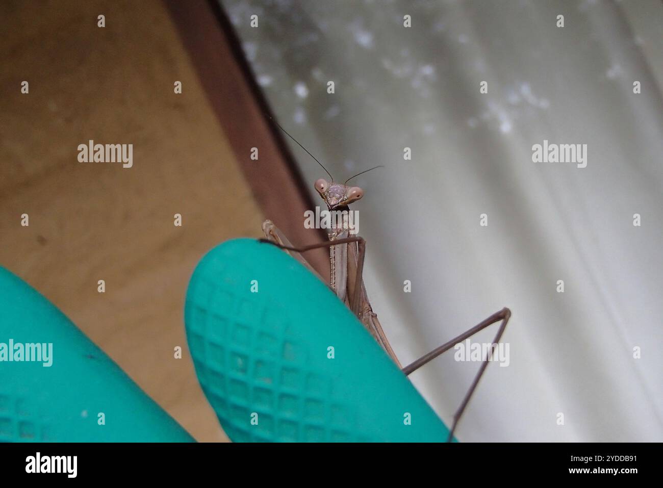 False garden mantis hi-res stock photography and images - Alamy