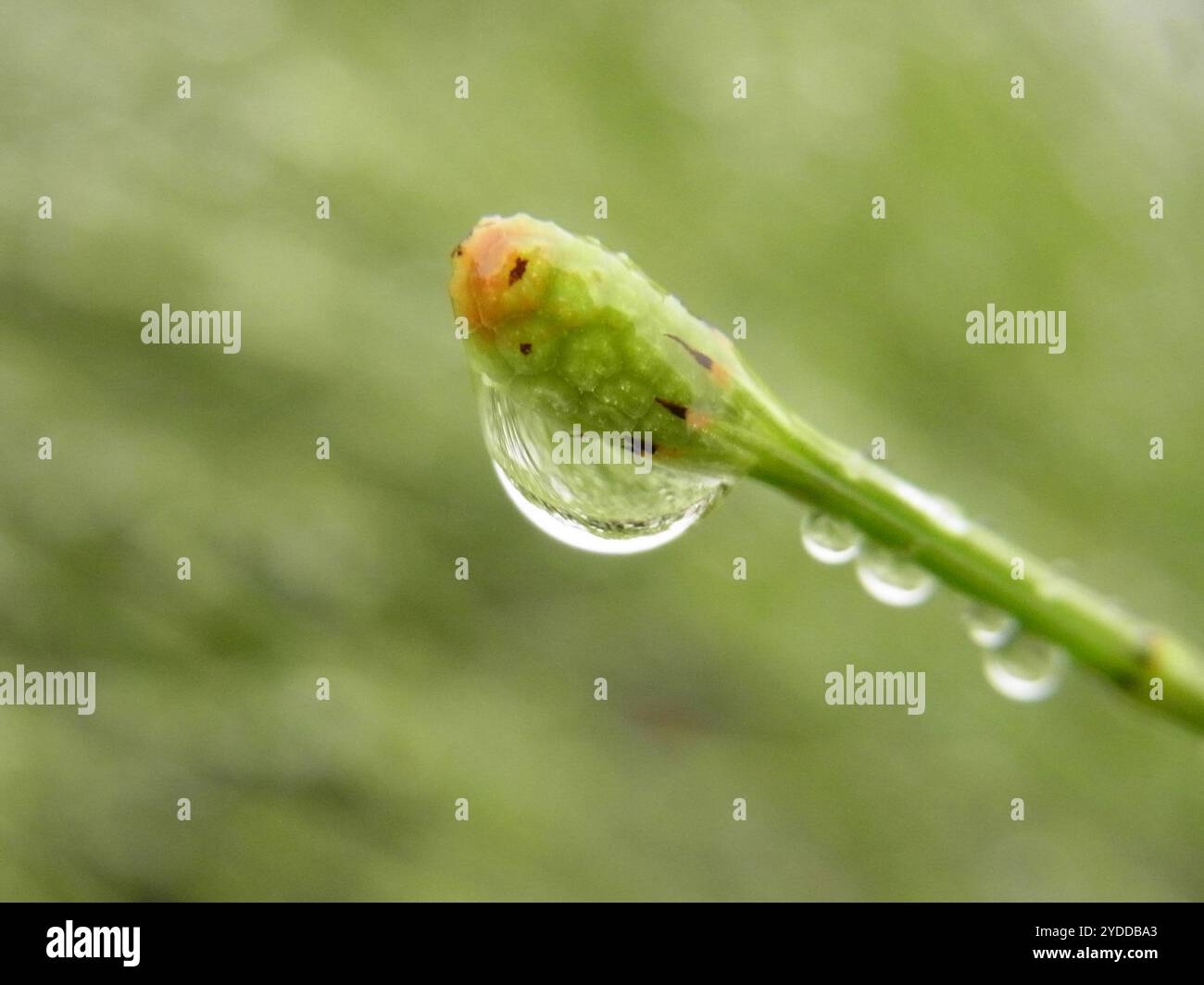Branched Horsetail (Equisetum ramosissimum Stock Photo - Alamy