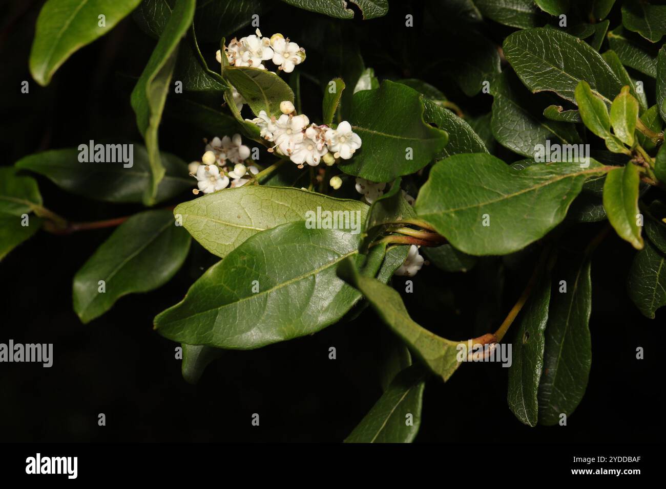 Laurustinus viburnum (Viburnum tinus Stock Photo - Alamy