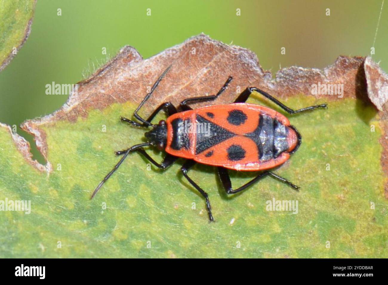 European Firebug (Pyrrhocoris apterus Stock Photo - Alamy