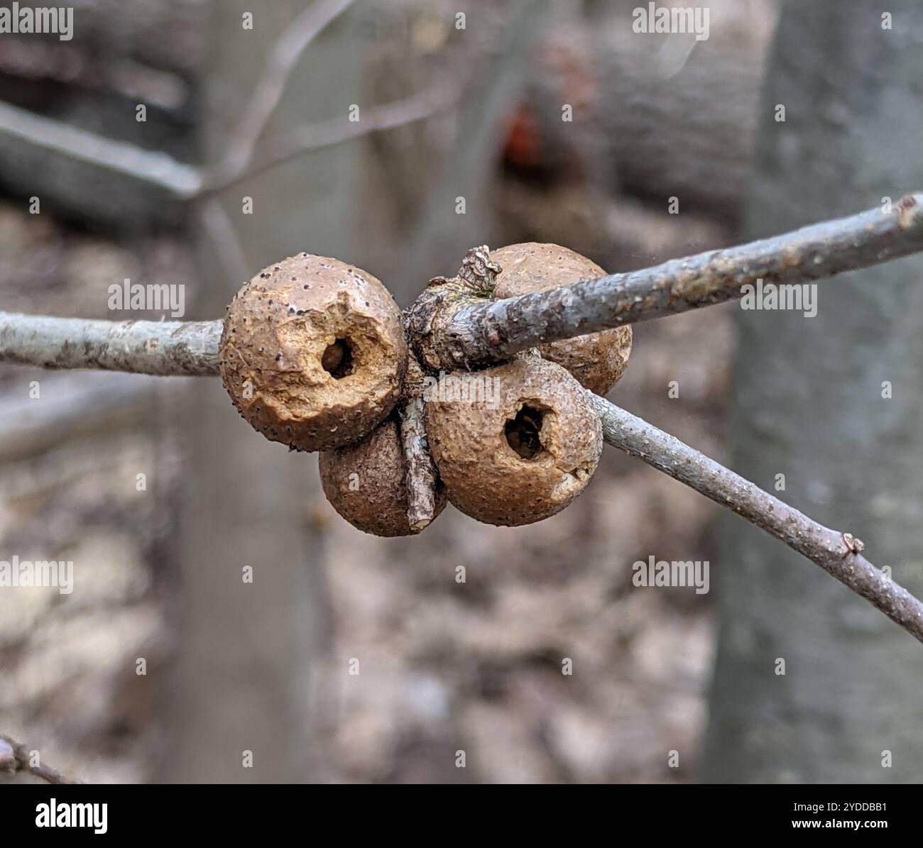 Round Bullet Gall Wasp (Disholcaspis quercusglobulus Stock Photo - Alamy