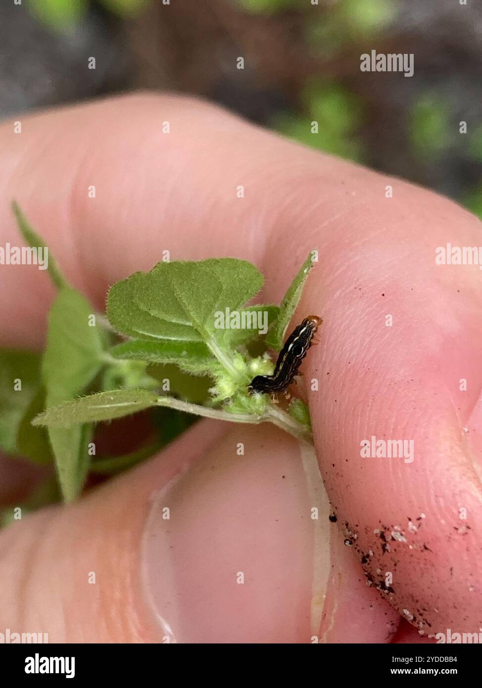Yellow-striped Armyworm Moth (Spodoptera ornithogalli Stock Photo - Alamy