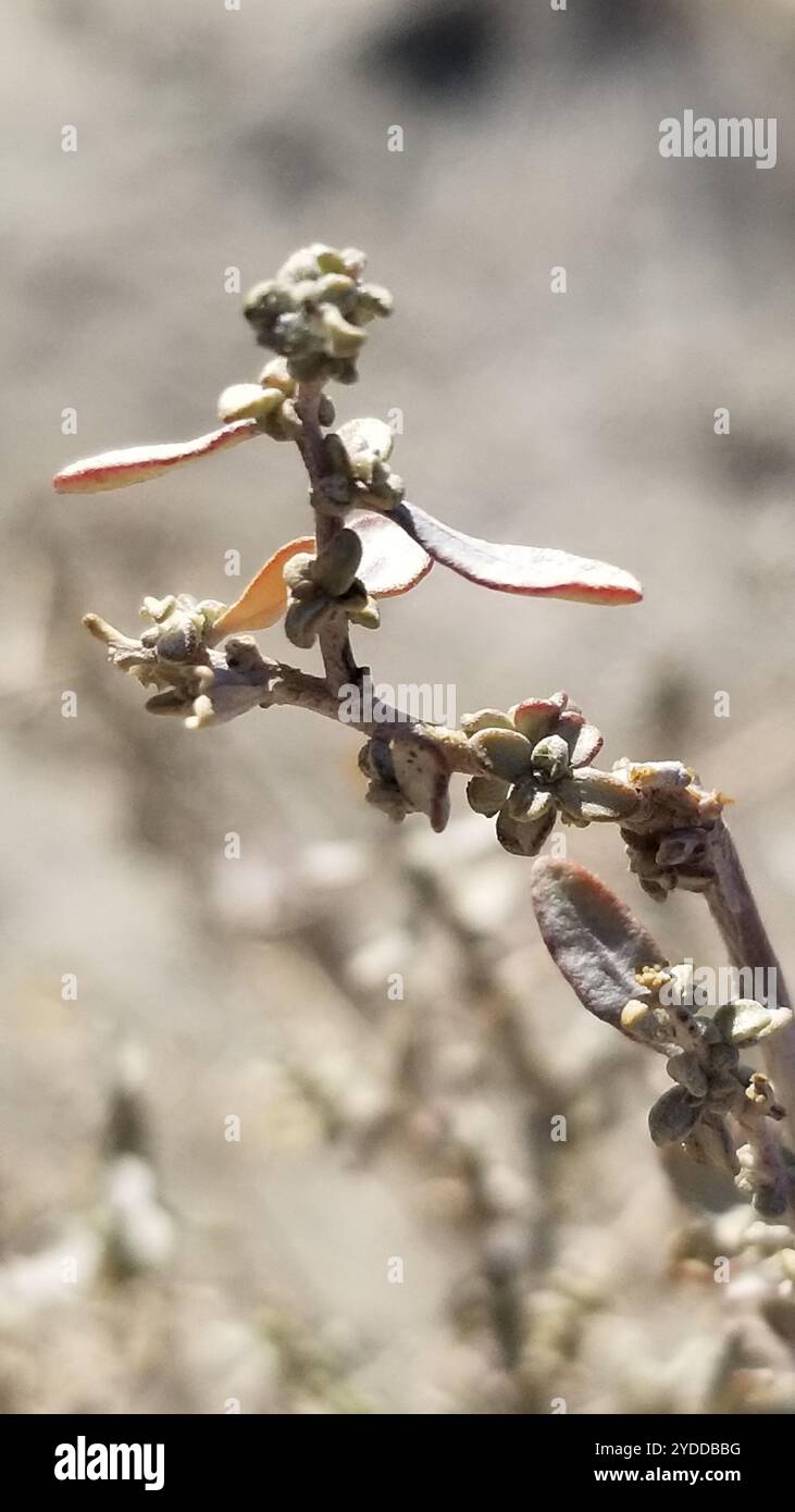 Cattle Saltbush (Atriplex polycarpa Stock Photo - Alamy
