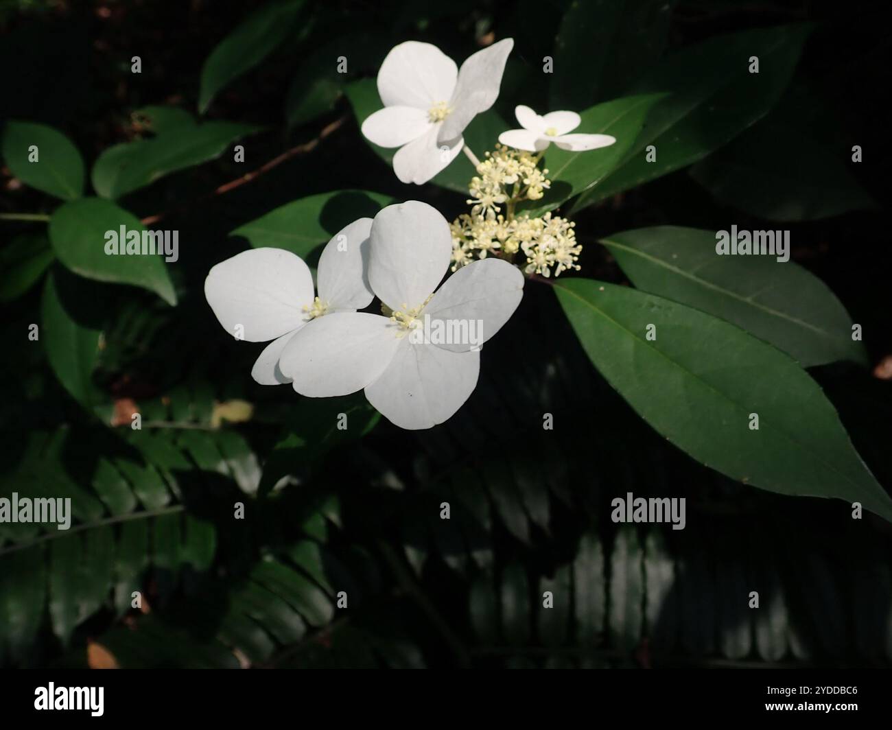 Chinese Hydrangea (Hydrangea chinensis Stock Photo - Alamy