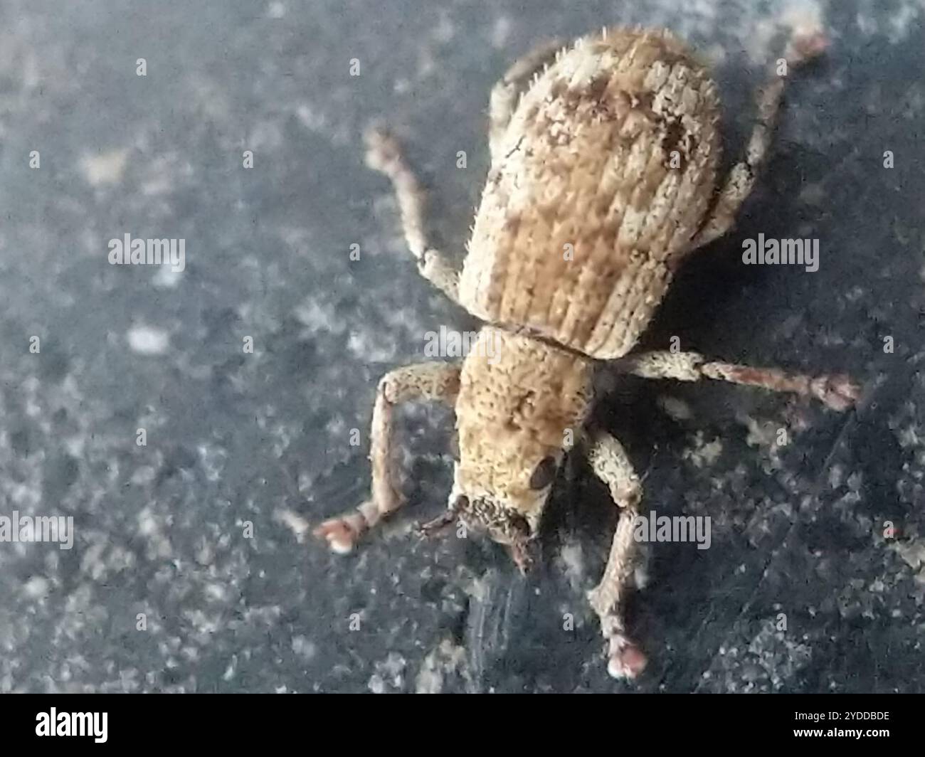 Peach Root Weevil (Pseudoedophrys hilleri Stock Photo - Alamy