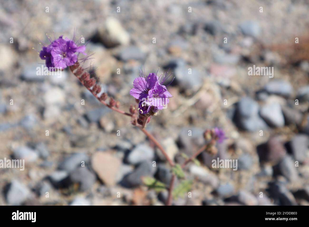 Notch-leaf Scorpionweed (Phacelia crenulata Stock Photo - Alamy