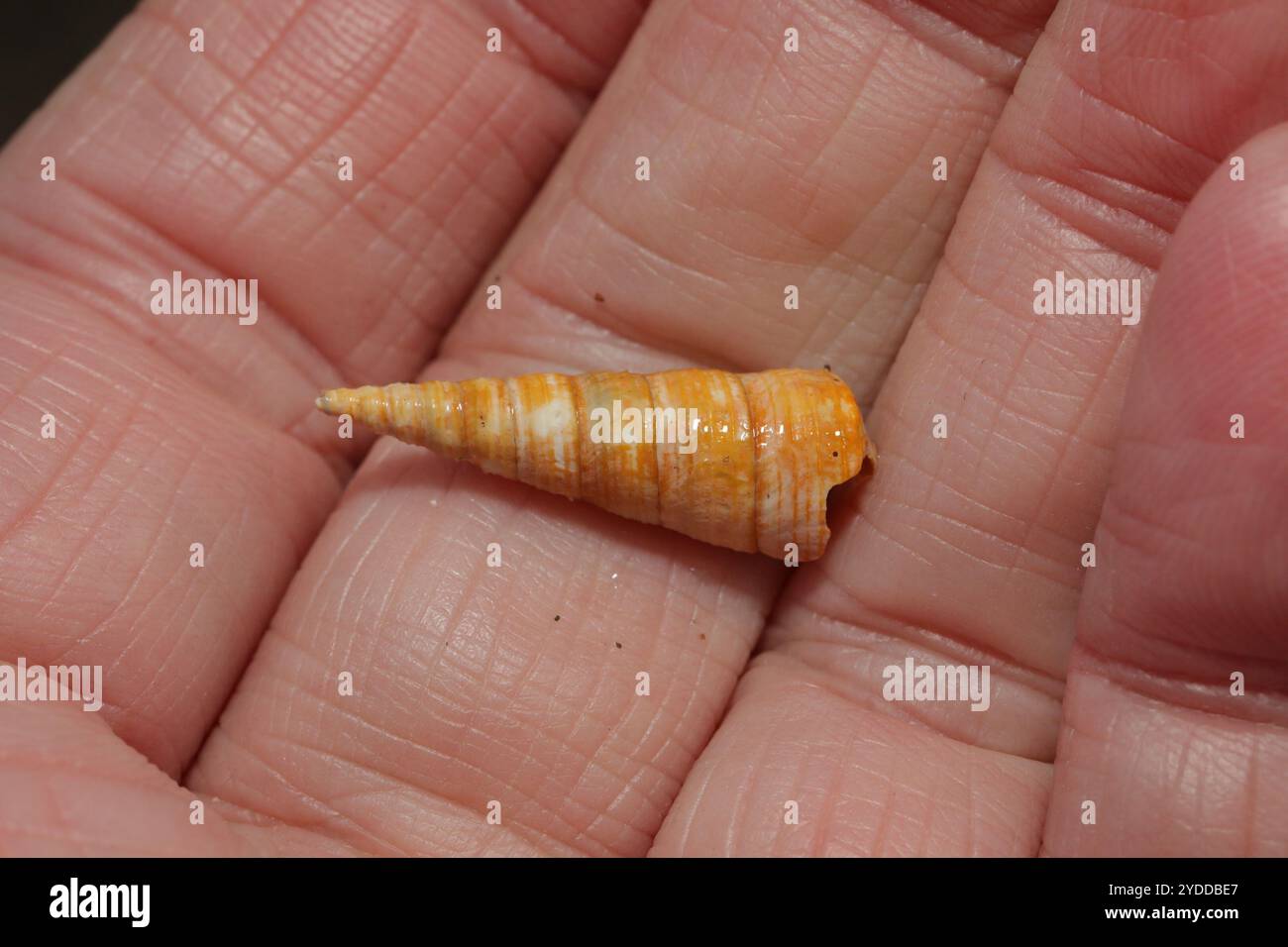 Common Tower Shell (Turritellinella tricarinata Stock Photo - Alamy