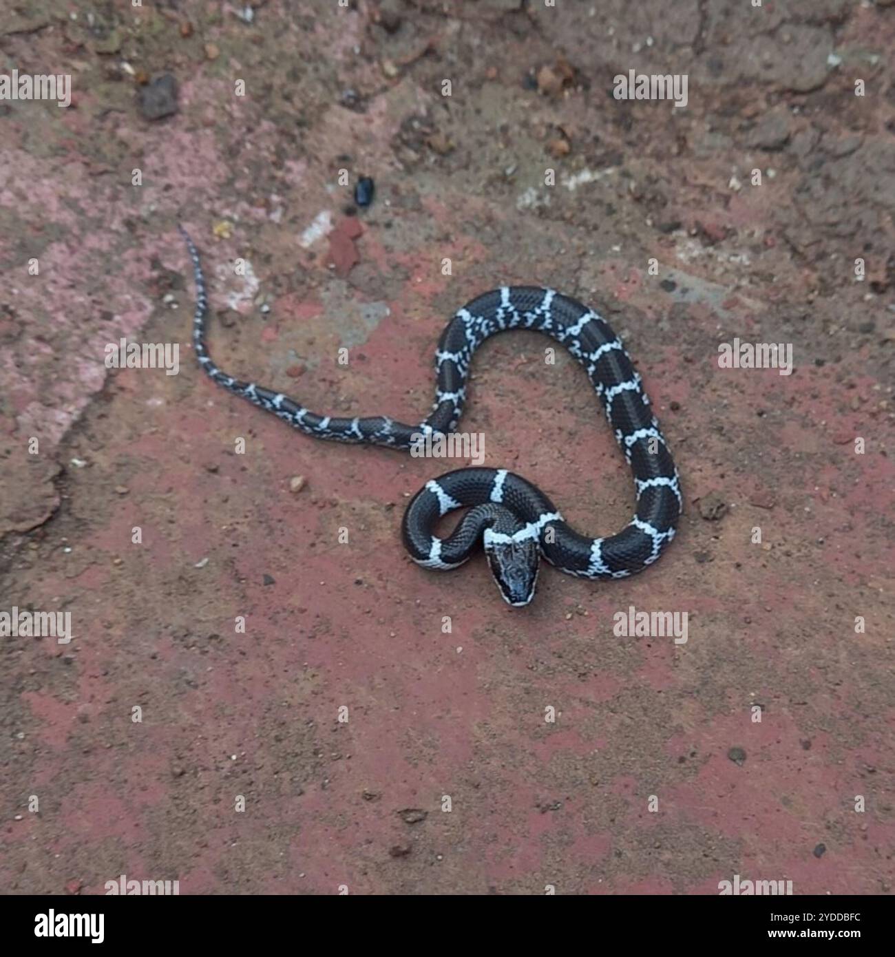 Indian wolf snake hi-res stock photography and images - Alamy