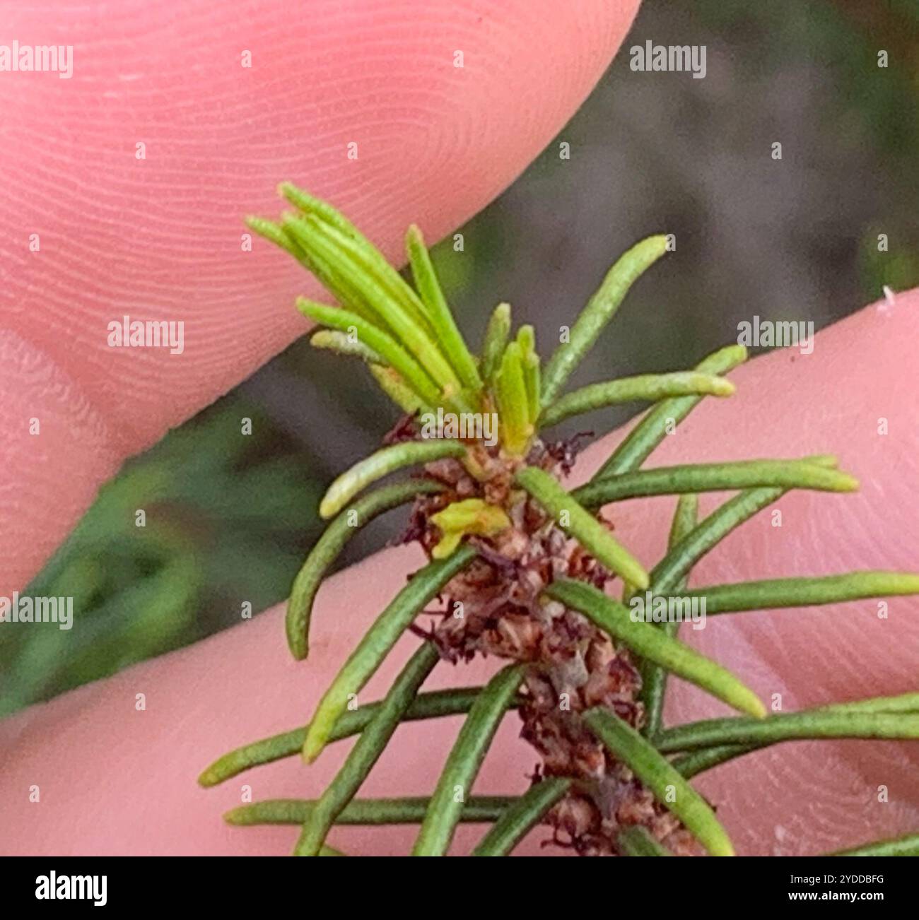 Florida rosemary (Ceratiola ericoides Stock Photo - Alamy