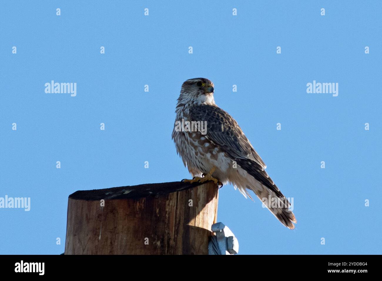 Merlin (Falco columbarius Stock Photo - Alamy