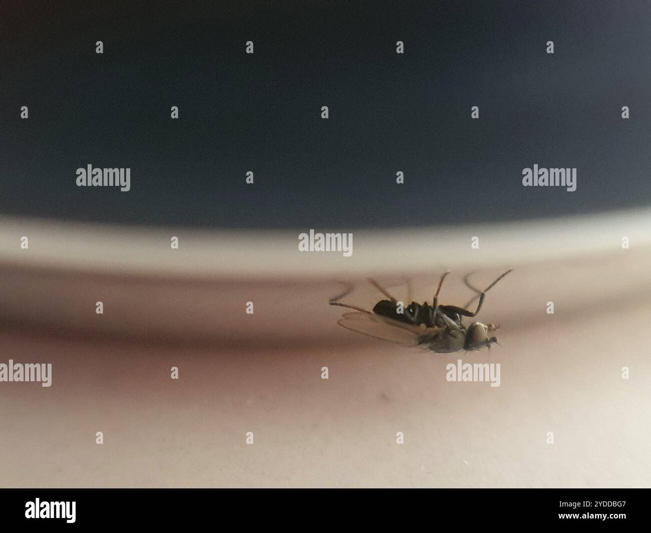 Freeloader Flies (Milichiidae Stock Photo - Alamy
