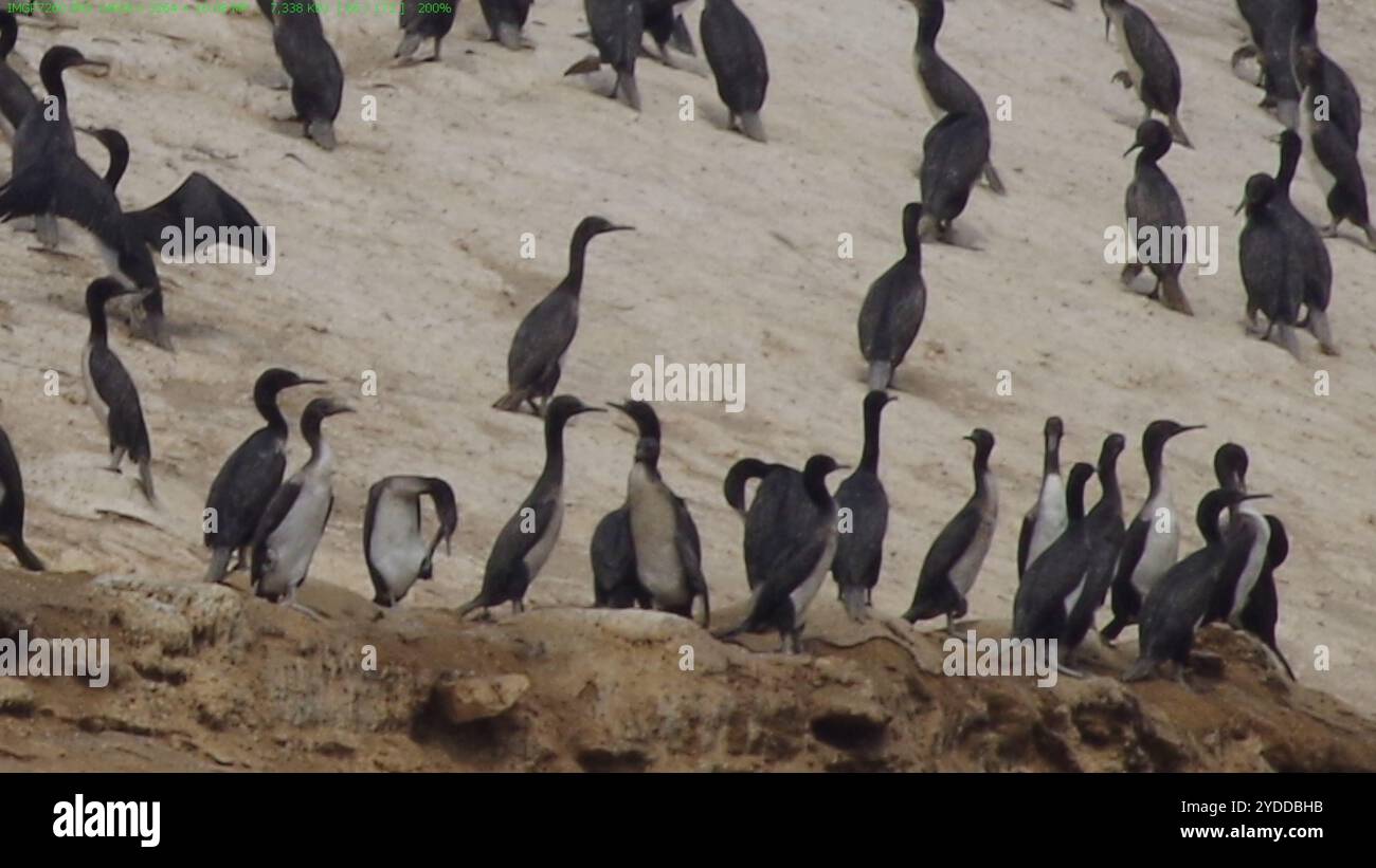 Guanay Cormorant (Leucocarbo bougainvillii Stock Photo - Alamy