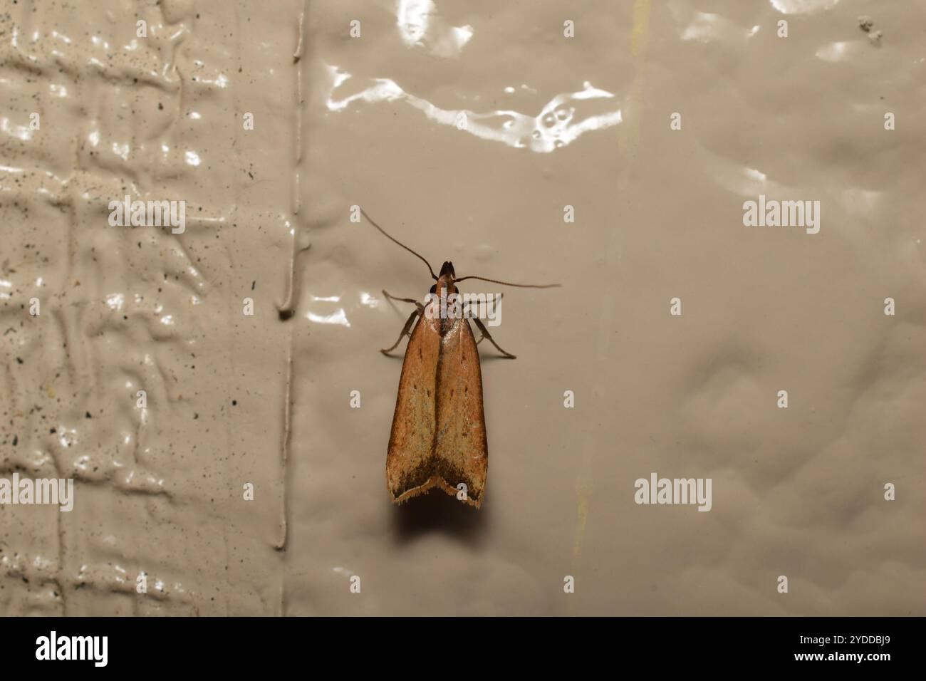 Black-edged Dichomeris Moth (Dichomeris heriguronis Stock Photo - Alamy