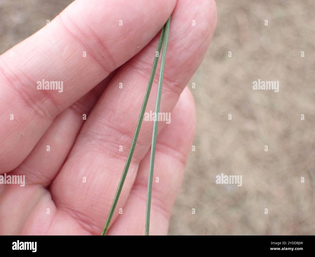 maritime pine (Pinus pinaster Stock Photo - Alamy