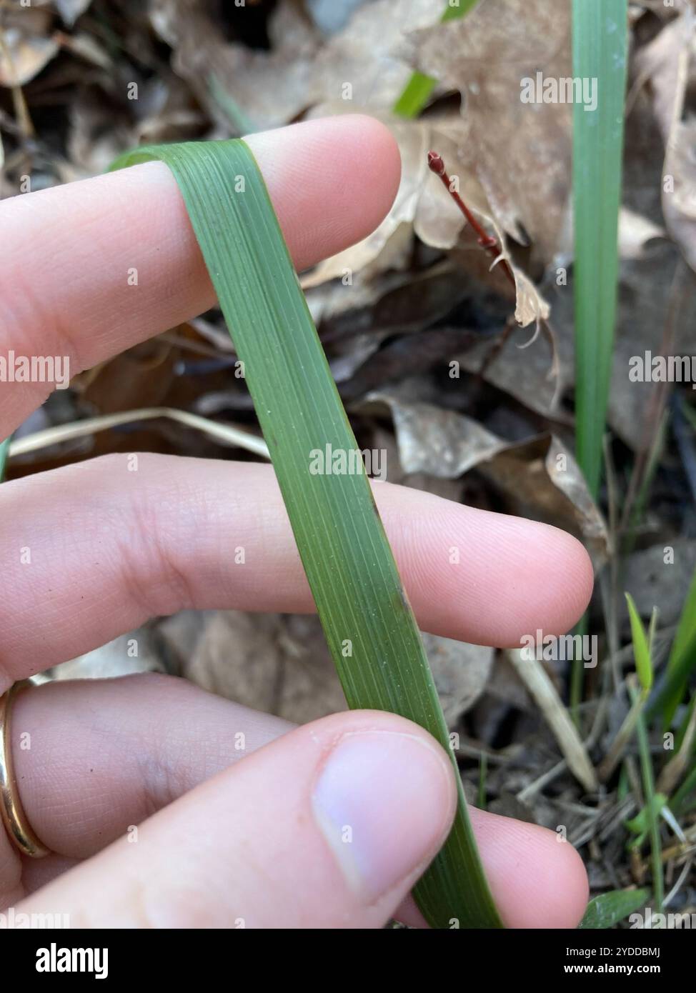 White-grained Mountain-ricegrass (Oryzopsis asperifolia Stock Photo - Alamy