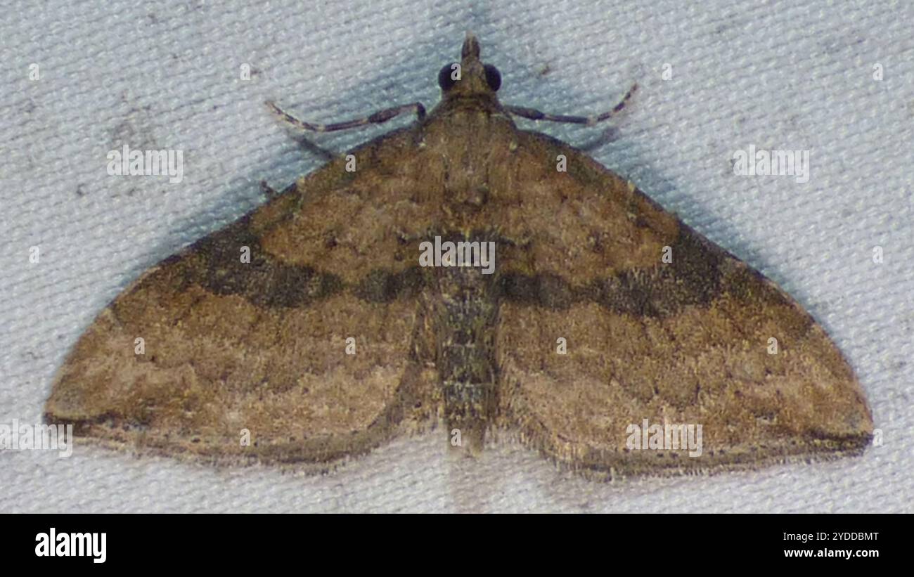 Gem Moth (Orthonama obstipata Stock Photo - Alamy