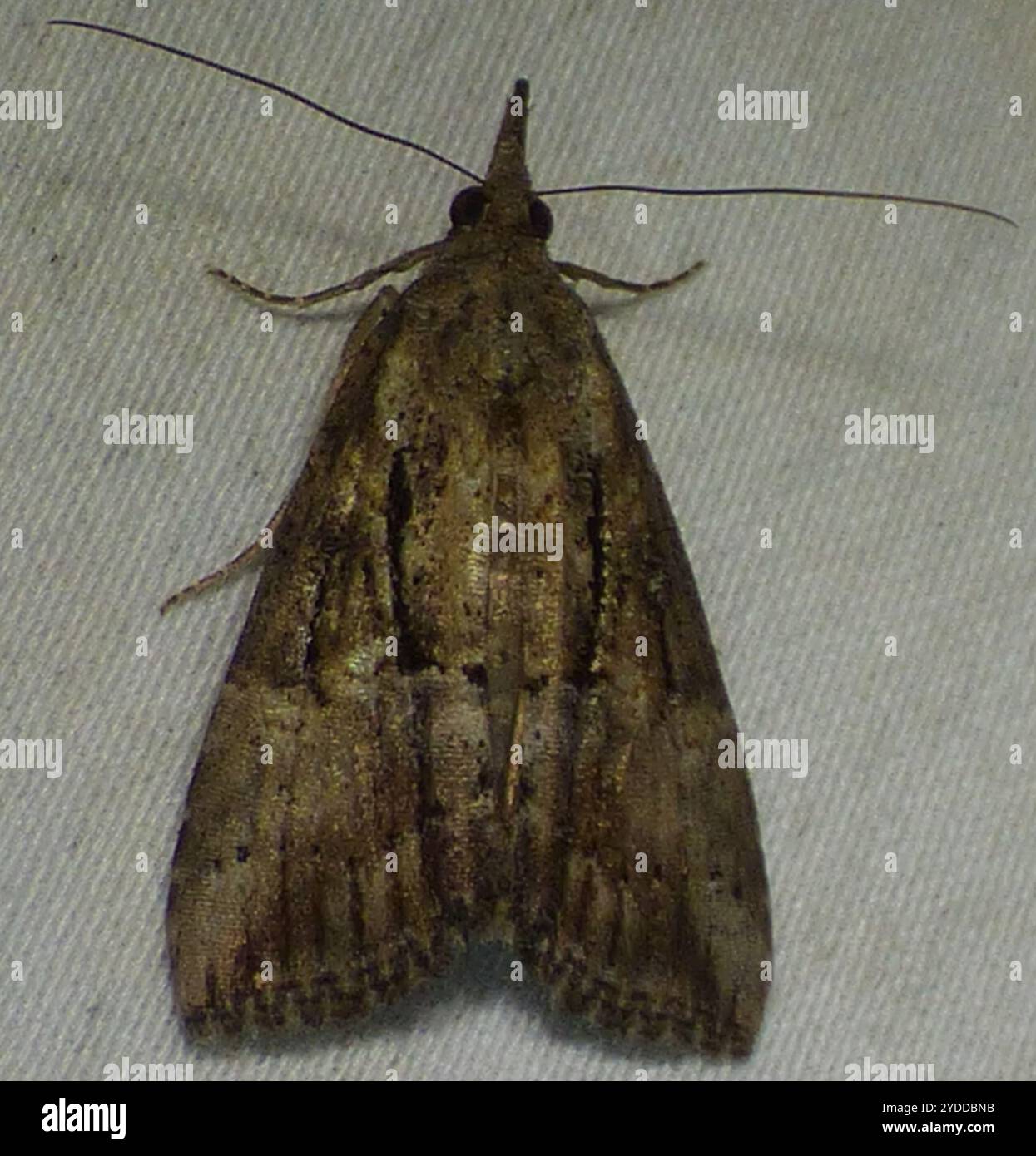 Green Cloverworm Moth (Hypena scabra Stock Photo - Alamy