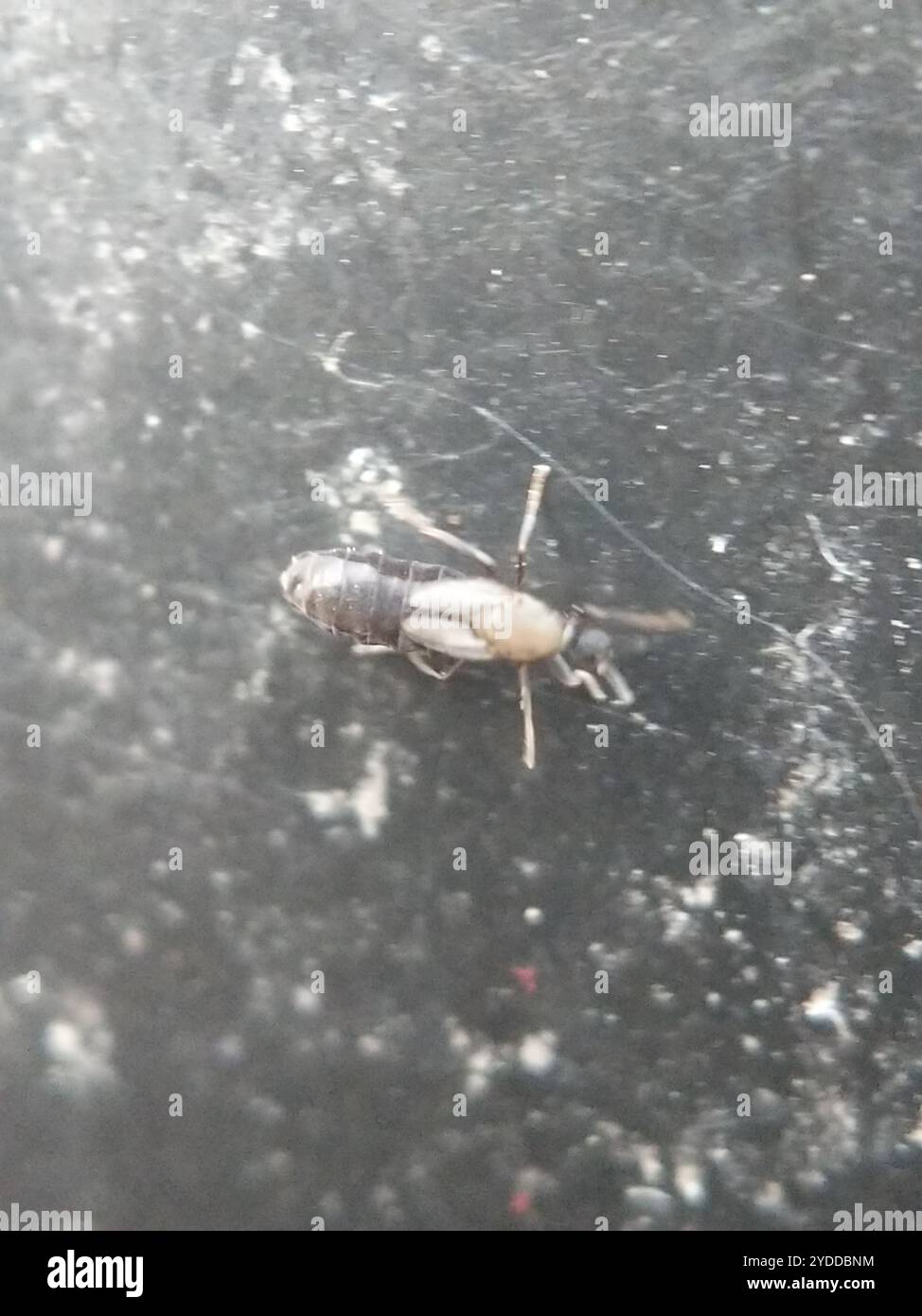 Minute Black Scavenger Flies (Scatopsidae Stock Photo - Alamy