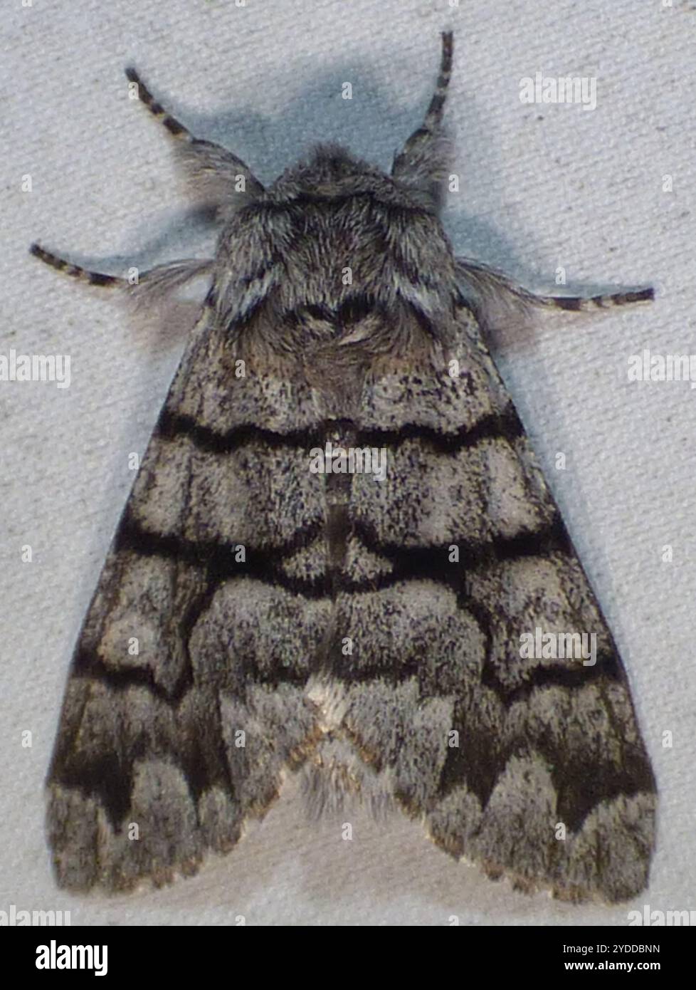 Eastern Panthea Moth (Panthea furcilla Stock Photo - Alamy