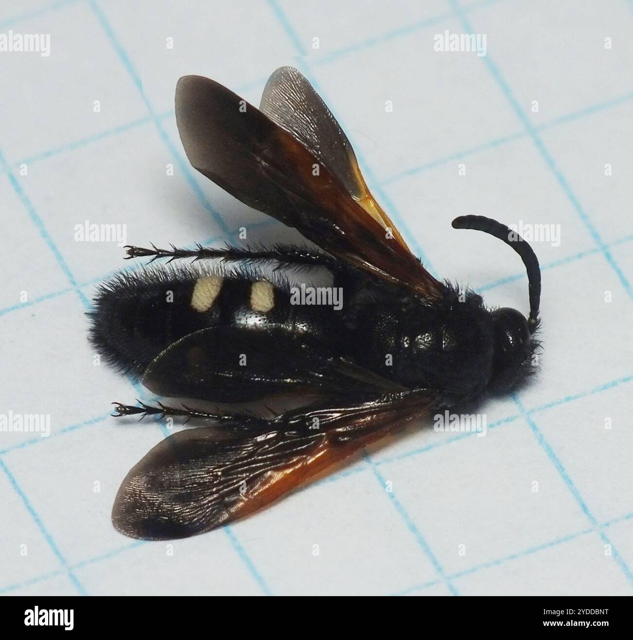 Scolia sexmaculata hi-res stock photography and images - Alamy