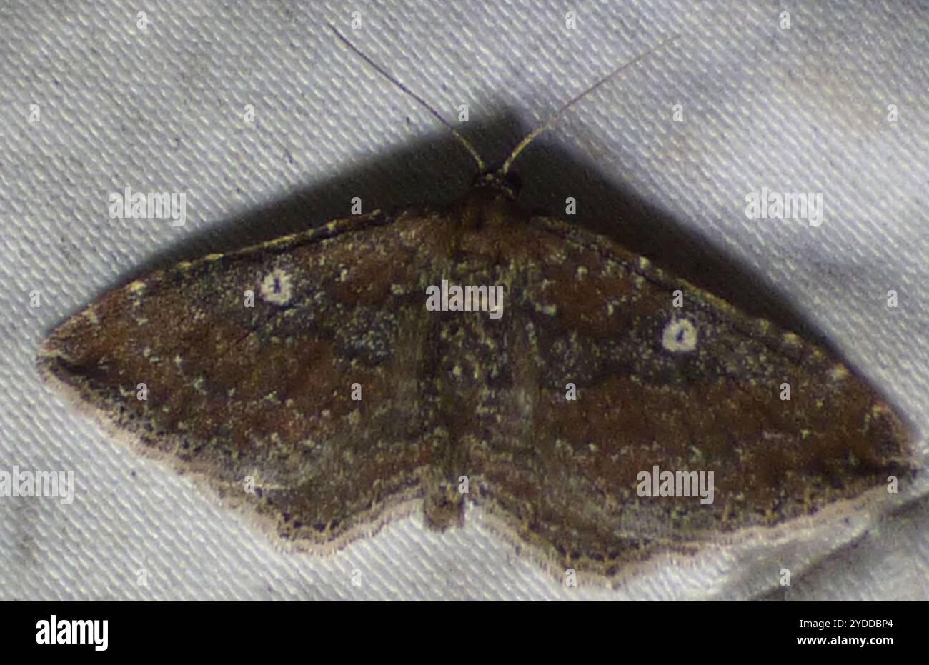Gem Moth (Orthonama obstipata Stock Photo - Alamy